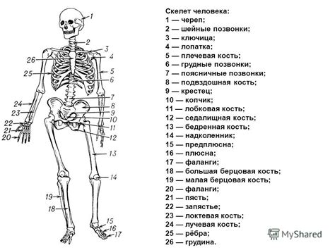 Презентация на тему Скелет человека Значение скелета Скелет человека от греч «скелетон