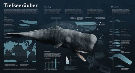 Sperm Whale Infographic Whale Sperm Whale Infographic