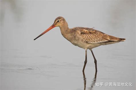 湿地生物图鉴No 4 湿地精灵 黑尾塍鹬 知乎