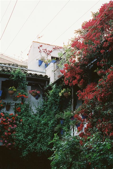 건축 구시가지 그림 같은 기이 한 꽃 장식 꽃무늬 나뭇잎 남부 유럽 녹색 녹색 벽 녹지 다채로운 외관 담쟁이덩굴 도시 정원 등산 식물 매력적인