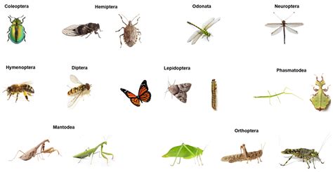 Camouflaged Insect Segmentation Using A Progressive Refinement Network