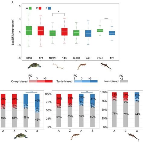 Independent Origin Of The Sex Chromosomes Of Four Reptile Species 208 Download Scientific