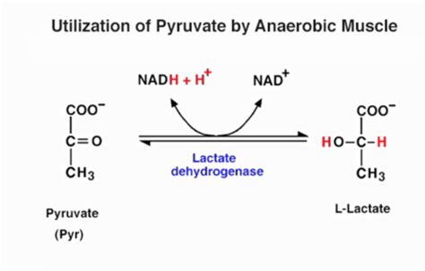 The Fates Of Pyruvate Lecture 27 Flashcards Quizlet