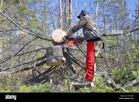 A Section Of Tree Falling After Being Cut By A Man With A Chainsaw Stock Photo Alamy