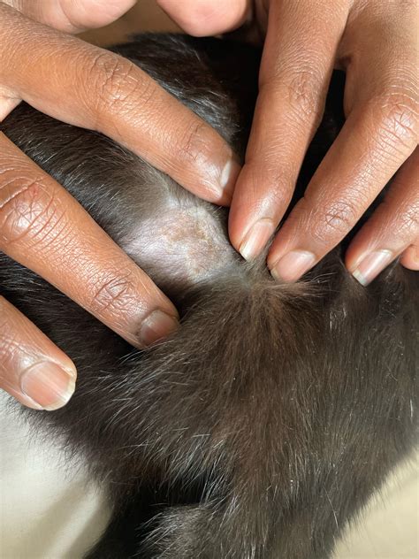 What Is This Patch Of Scab On My Cat R Catcare