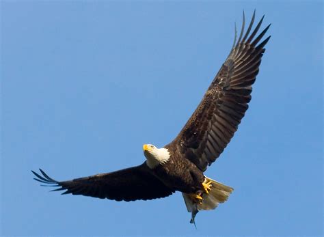 Bald Eagle With Fish