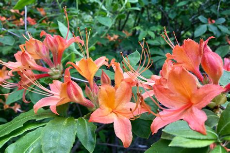 When To Fertilize Your Azaleas Backyard Boss