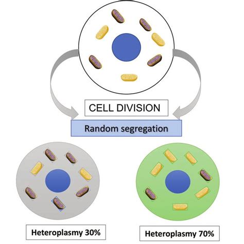 Inheritance Pattern Of Mitochondrial Dna Mtdna Is Transferred Along