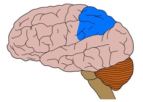 Know Your Brain Posterior Parietal Cortex — Neuroscientifically Challenged