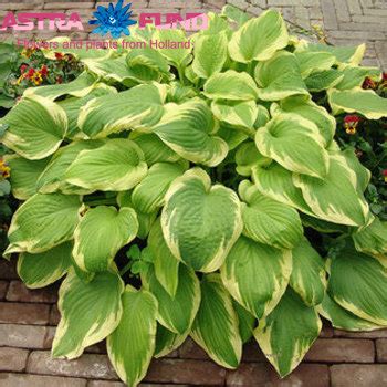 Hosta Delta Dawn