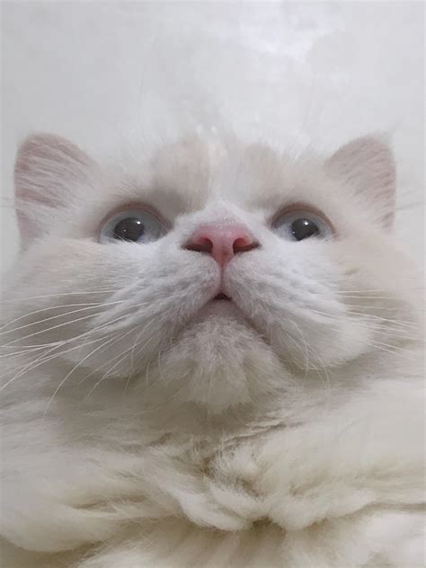 Shocked Peanuts Scrolller