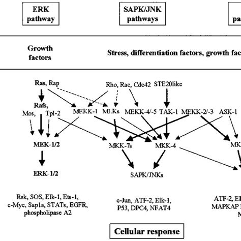 The Best Characterized Mapk Modules Are The Erk Pathway The Sapkjnk Download Scientific