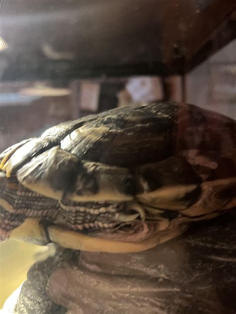 Yet Another Question From A Noob Turtle Owner R Redearedsliders