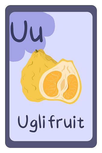 다채로운 Abc 교육 플래시 카드 편지 U 추공 음식 과일 및 채소와 알파벳 벡터 그림 학교 공부 학습 개념 개념에 대한 스톡 벡터 아트 및 기타 이미지 Istock