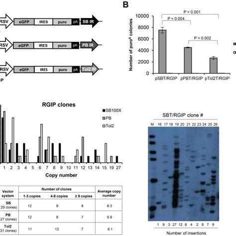 Transposition Of Insulated Sb Pb And Tol2 Transposon Vectors In Download Scientific Diagram