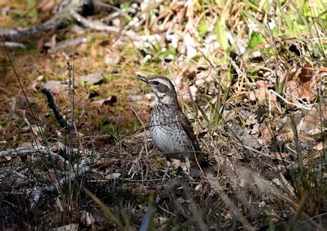 鳥撮り運まかせ3 2025年03月23日