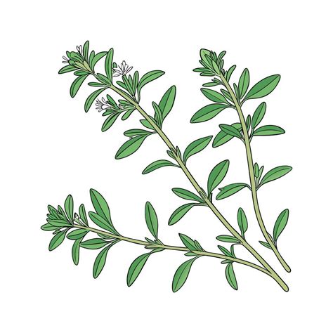Elegant Thyme Plant On Clean White 57608562 Vector Art At Vecteezy