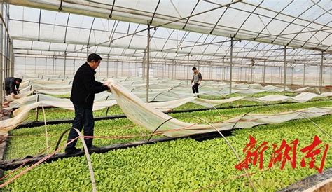 耒阳烤烟育苗忙 华声在线衡阳频道