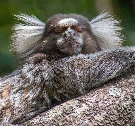 Marmoset Description Habitat And Facts Britannica