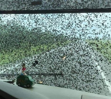 The Glades Rv Resort— Love Bug Season