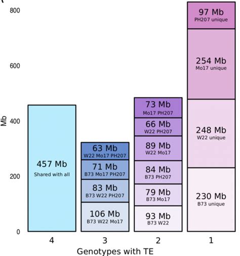 Transposable Elements Contribute To Dynamic Genome Content In Maize