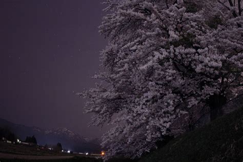 越後白山と桜星景 GANREF