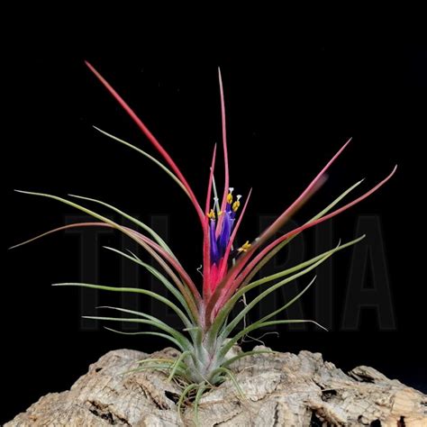 Tillandsia ionantha 'peanut'