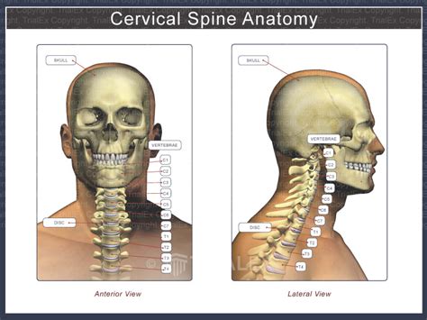 Cervical Spine C2 And C3