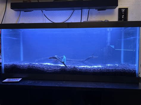 Stockingplant Ideas For 20gal Long Raquariums
