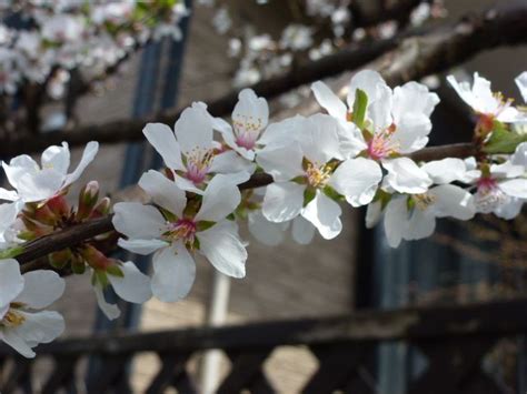 庭桜ニワザクラ白and庭梅ニワウメ3種類 写真あり 私の好きな花♪ 楽天ブログ