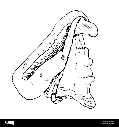 Water Clam Stock Vector Images Alamy