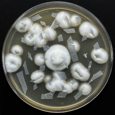 Indie Scientist Confirms Marine Plastic Eating Fungus Can Eat