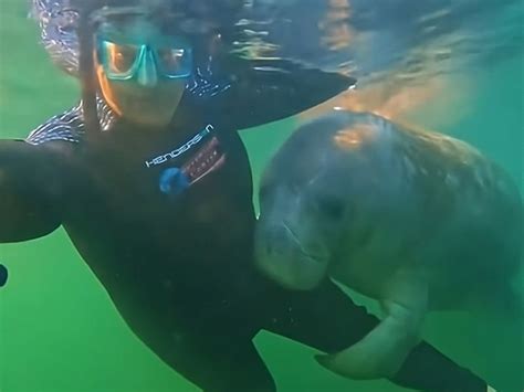 A Gentle Giant Clip Captures Heartwarming Moment With Sweet Manatee