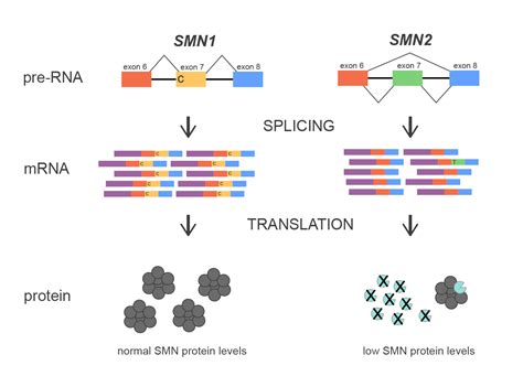Spinal Muscular Atrophy Gene Therapy Vectorbuilder