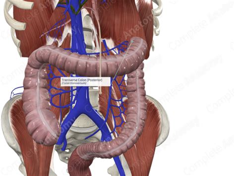 Transverse Colon Premium Photo The Transverse Colon Is The Second