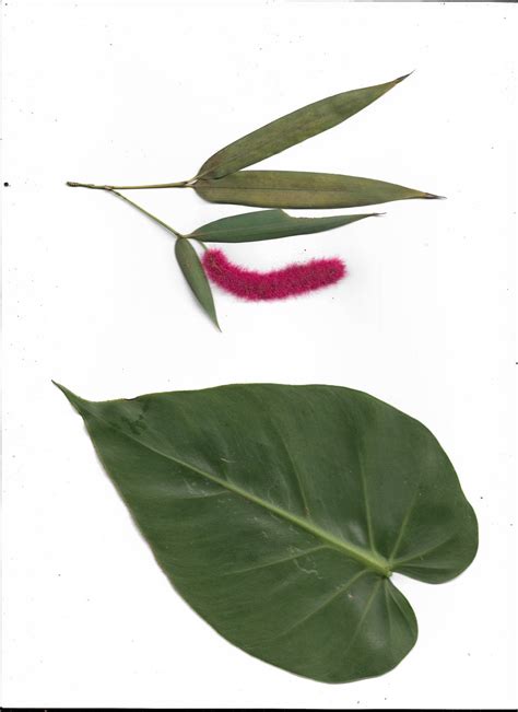 Leaf Scan By Kernill On Deviantart