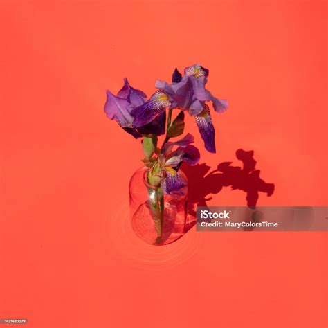 아이리스 꽃은 산호 빨간색 배경에 꽃병에 있습니다 창조적 인 꽃 개념입니다 최소한의 자연 구성 개념에 대한 스톡 사진 및 기타 이미지 Istock