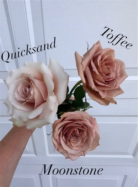 Brown And Nuetral Roses Toffeemoonstonequicksand Rose Flower