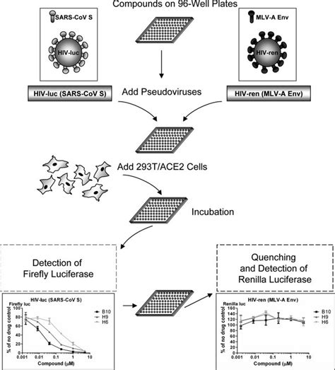 Inhibitors Of Sars Cov Entry Identification Using An Internally