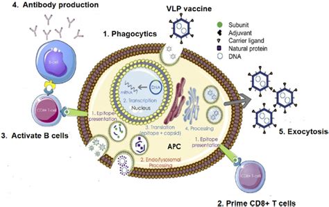 Virus Like Nanoparticles In Vaccine Delivery Note Vlp Or Virosome Download Scientific Diagram