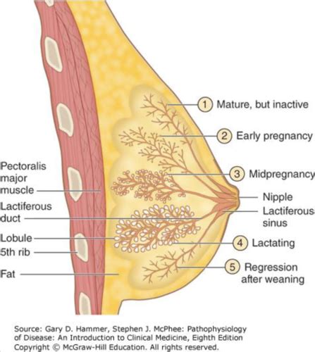 Female Reproductive Disorders Flashcards Quizlet
