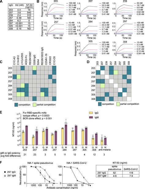 Diverse Igg Mbc Derived Rbd Specific Antibodies Gain Potency When Download Scientific Diagram