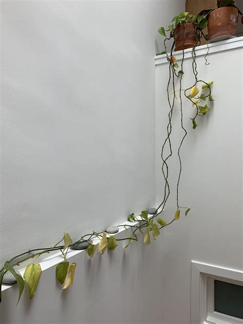 Pathos Slowly Loosing Leaves Rplantclinic