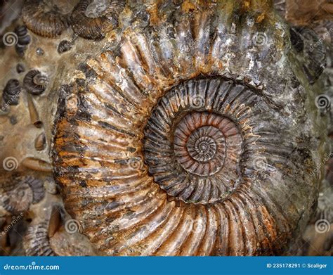 Paleozoic Era Fossils