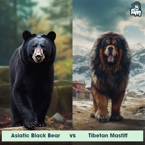Gray Wolf Vs Lion See Who Wins Animal Matchup