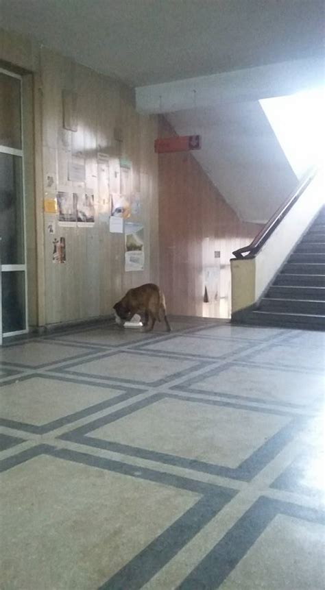 Шок Бездомно куче си похапва в пернишката болница пред очите на болни пациенти СНИМКИ и ВИДЕО