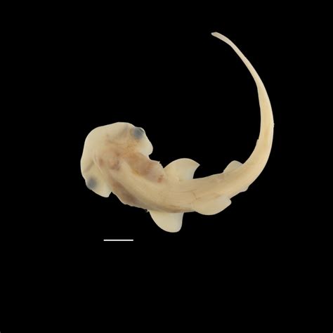 Hammerhead Shark Embryos Unveil Head Development Secrets Mirage News