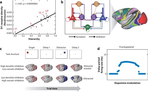Figure 1 From Theory Of The Multiregional Neocortex Large Scale Neural Dynamics And Distributed