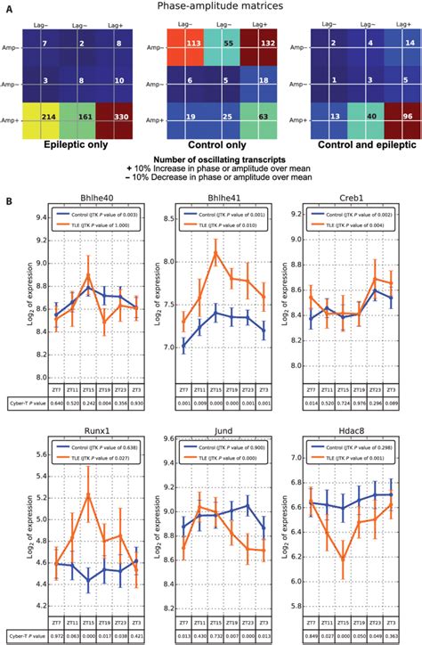 Different Oscillatory Patterns Of Gene Transcripts In Control Mice And