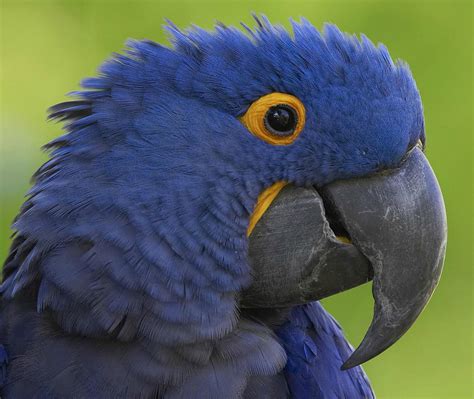 Попугаи с большим клювом фото с названиями